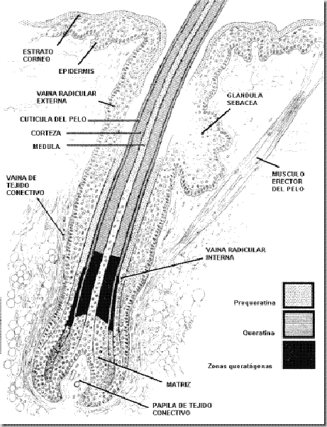 Biogenmol: ¿Sensación de pelo grasiento?